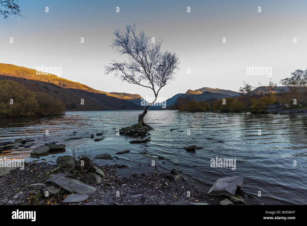 Lone Tree in Lake Padarn with Snowdonia Welsh mountains in the ...