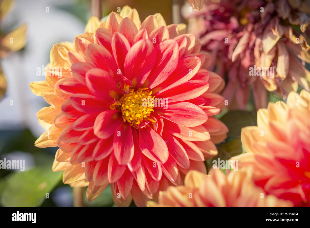 Beautiful orange color dahlia flower hi-res stock photography and ...
