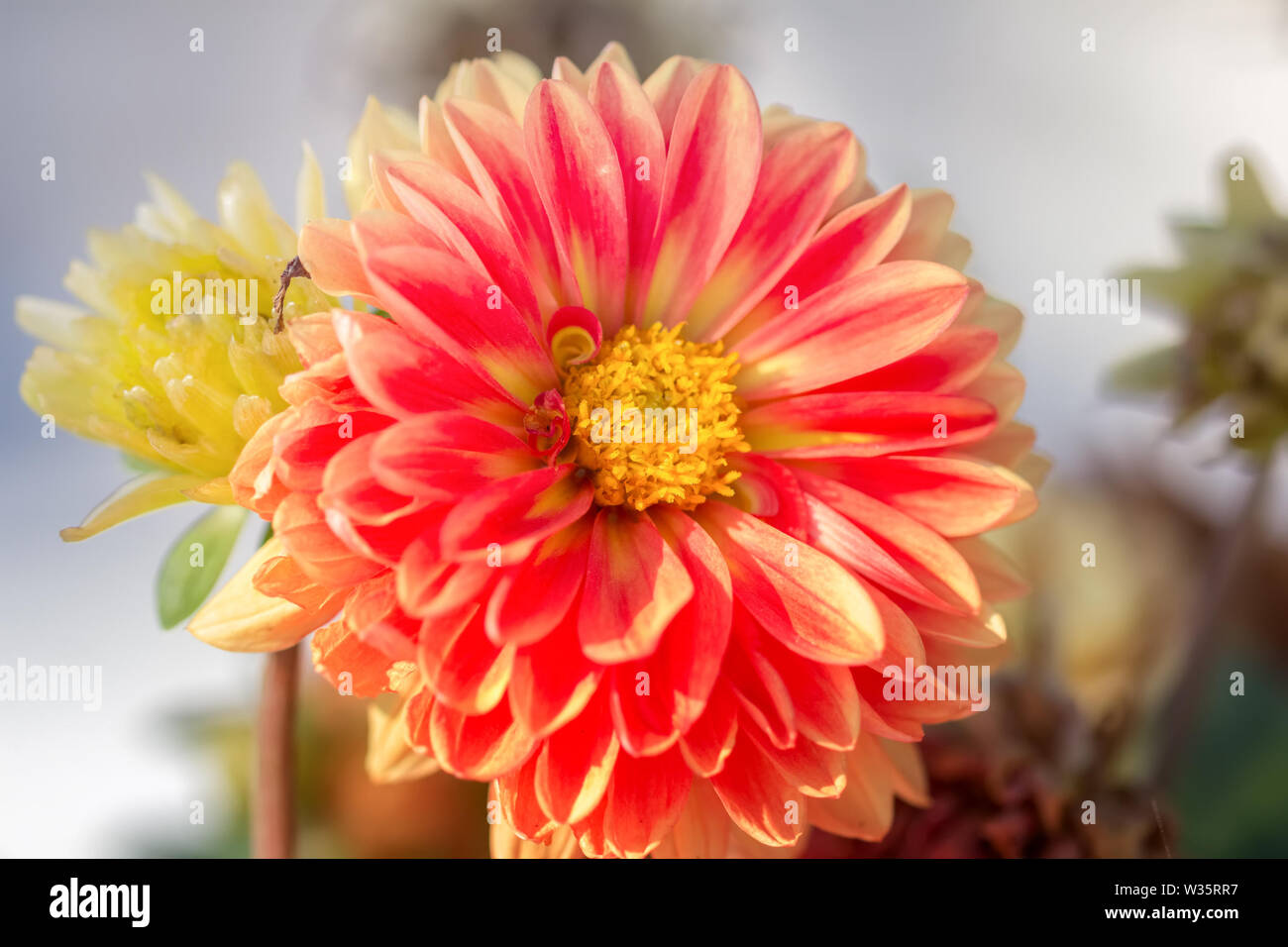 Beautiful orange color dahlia flower hi-res stock photography and ...
