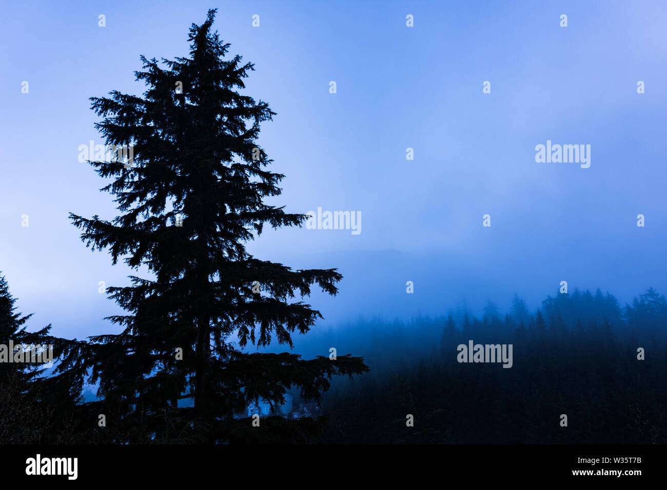 Calm morning landscape of mountain covered evergreens, Ketchikan ...