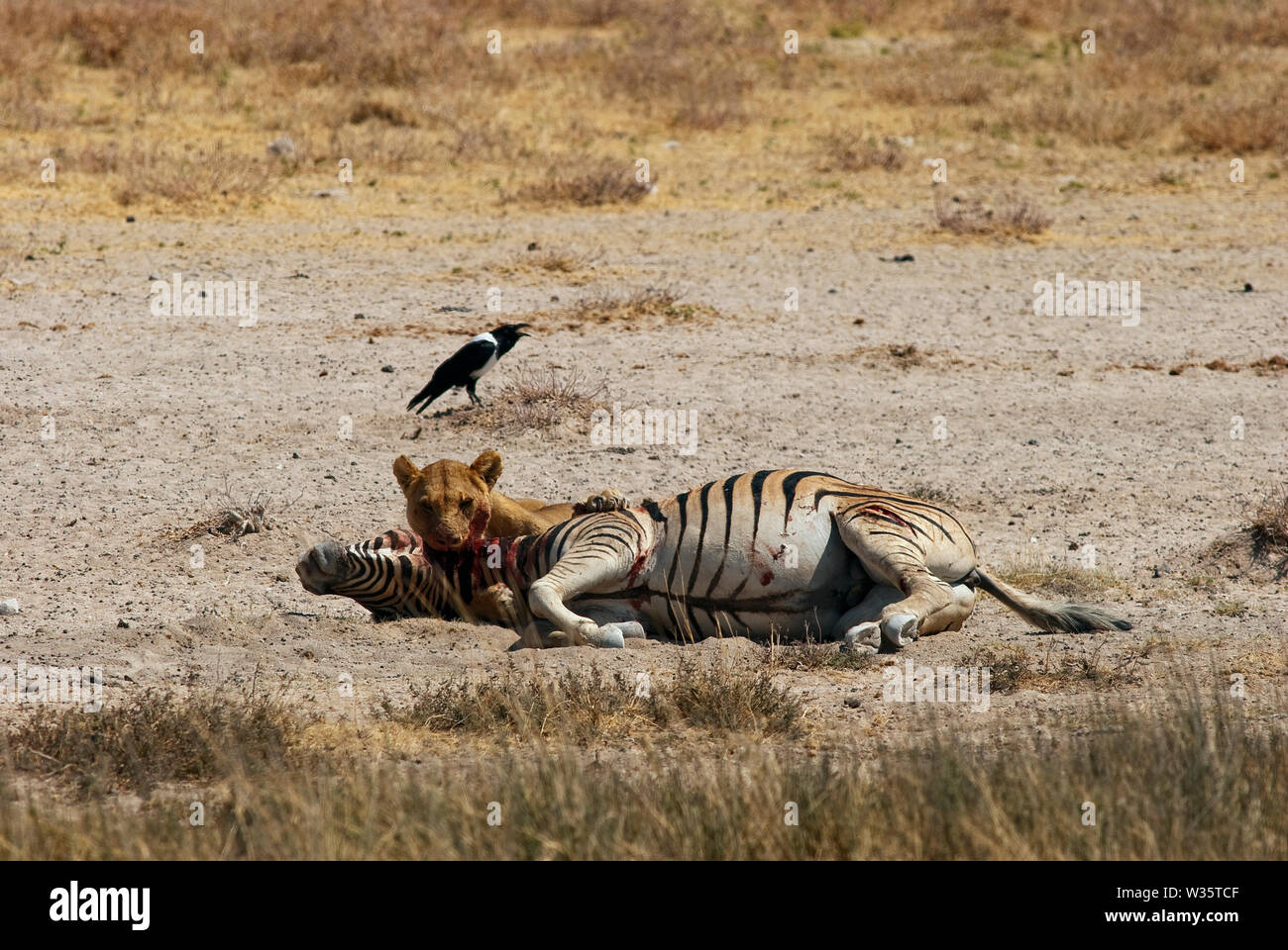 Lion Killing Zebra High Resolution Stock Photography and Images - Alamy