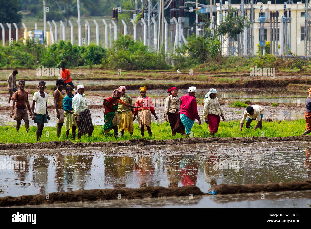 Indian people working on the plantations, Karnataka, India Stock Photo ...