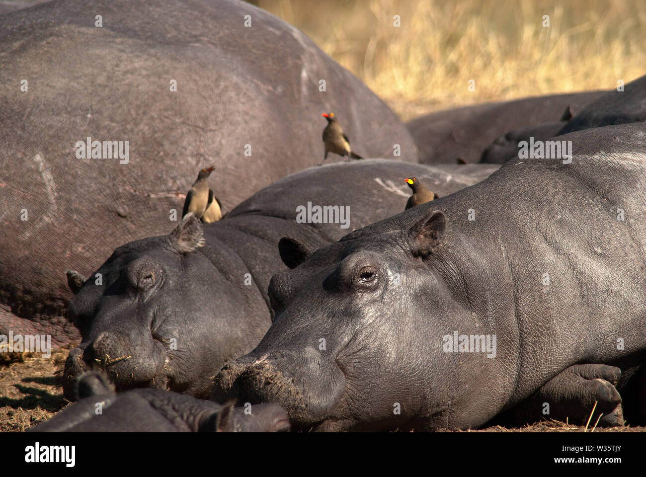 Red-billed oxpecker feasting on the Hippos at Khwai river, Botswana ...