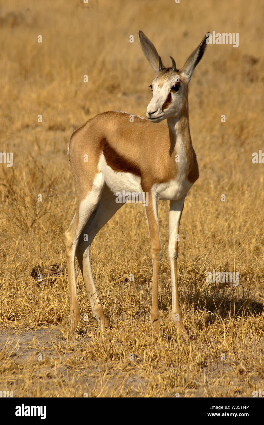 Deception valley central kalahari hi-res stock photography and images ...