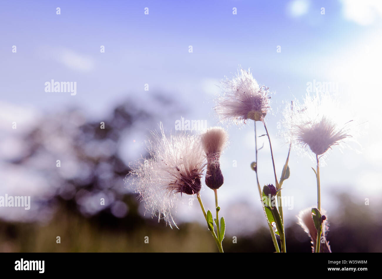 Russian thistle seeds hi-res stock photography and images - Alamy