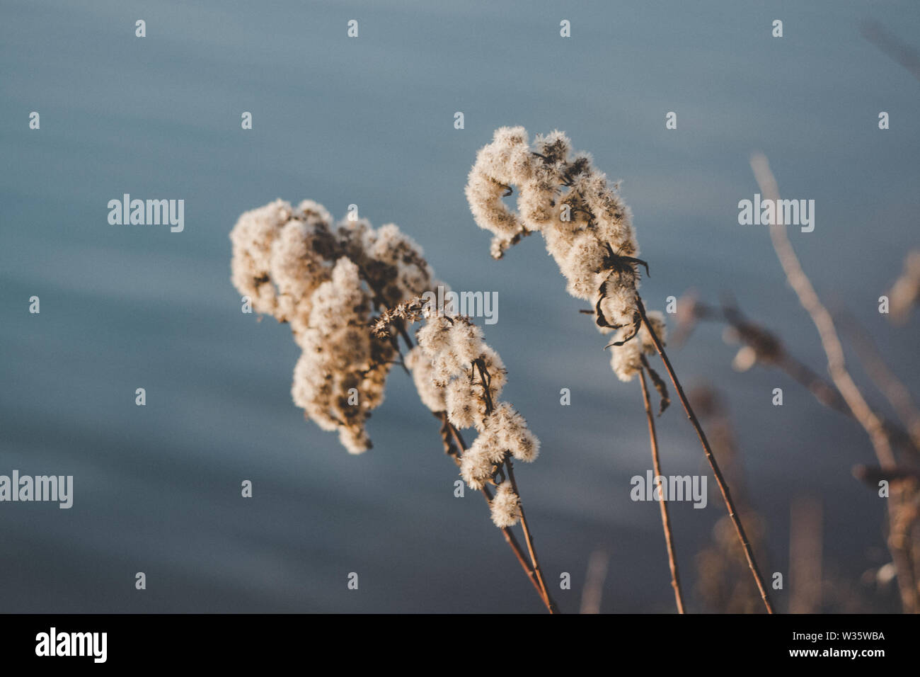 Close up typha latifolia flower hi-res stock photography and images - Alamy
