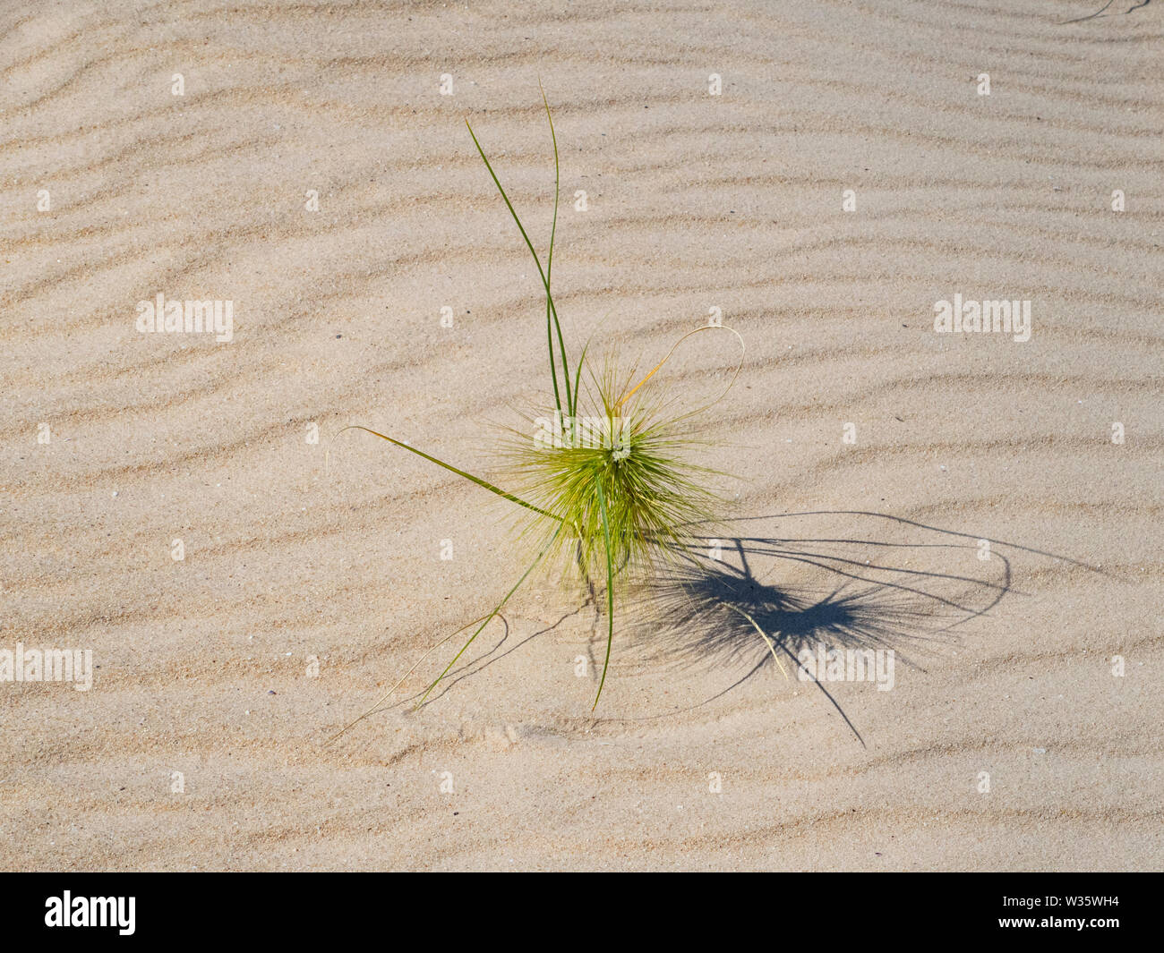 frugal plants sprout out of sand Stock Photo - Alamy