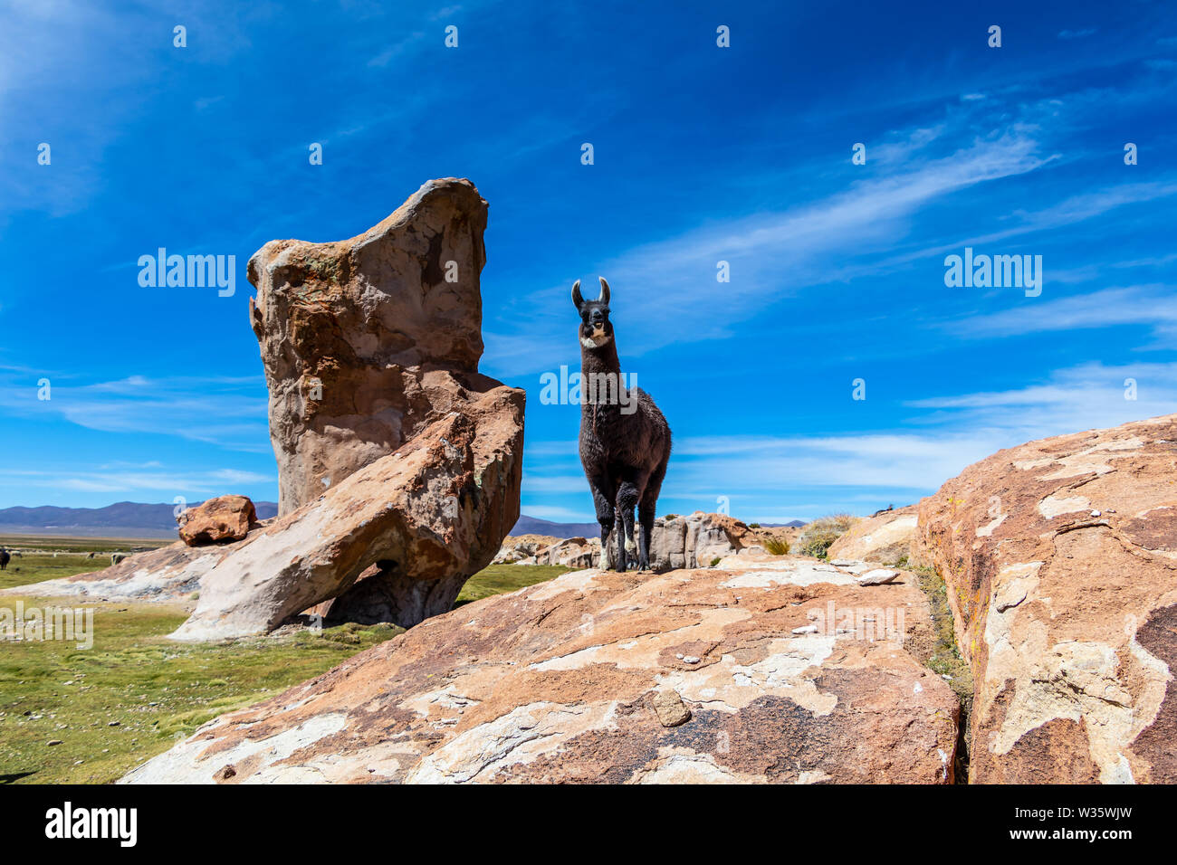 Llamas in south America : Close up of cute and funny Alpacas, Andes of ...