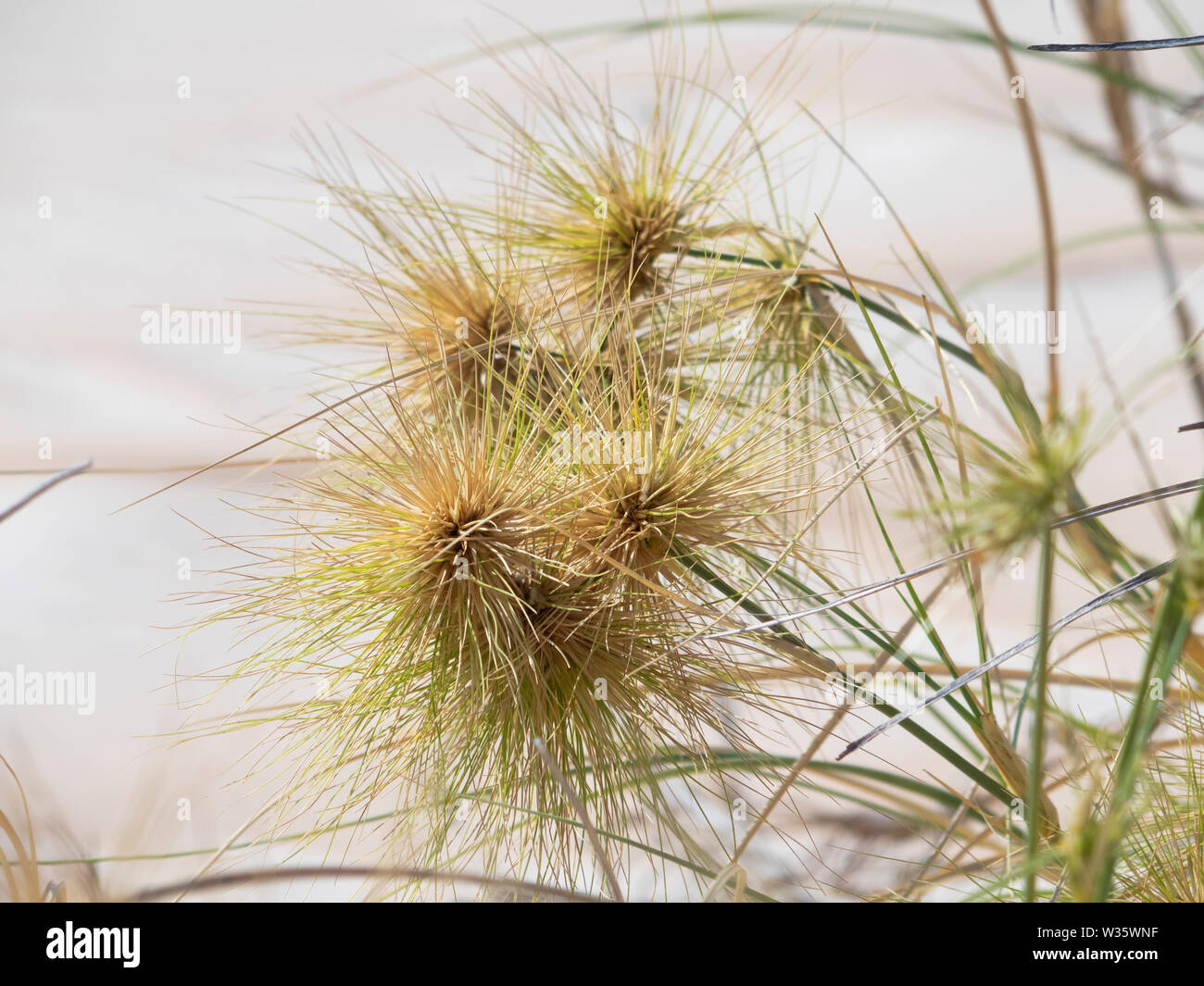 frugal plants sprout out of sand Stock Photo - Alamy