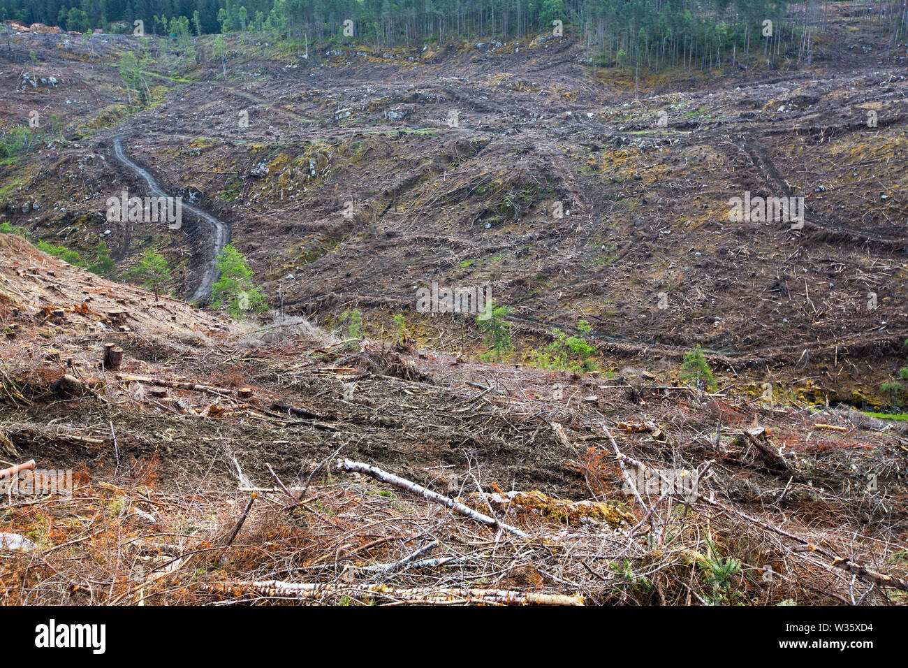 Destruction left behind after harvesting conifer plantations near ...