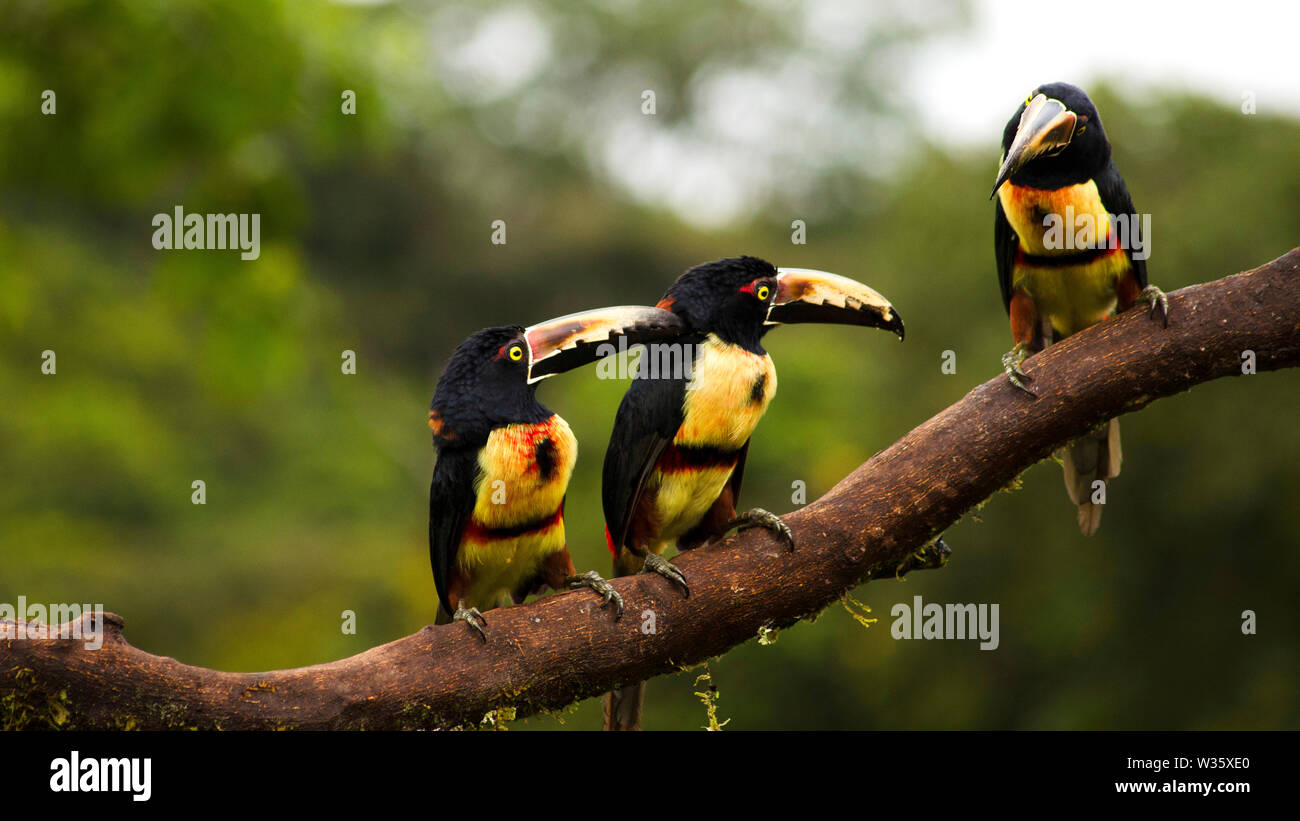 Toucans hi-res stock photography and images - Alamy