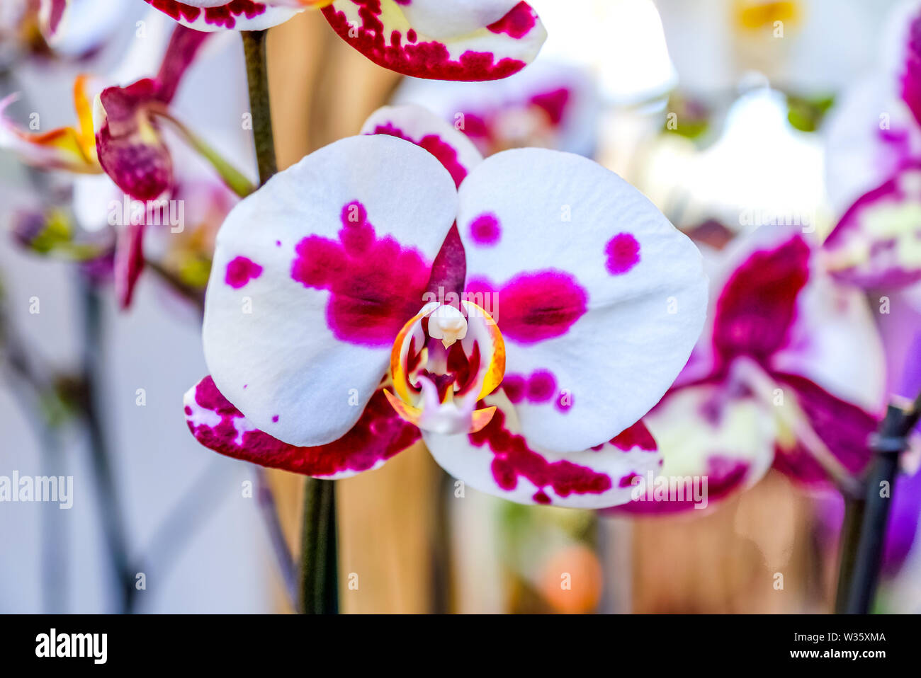 Orchid in a Green House, Germany Stock Photo - Alamy