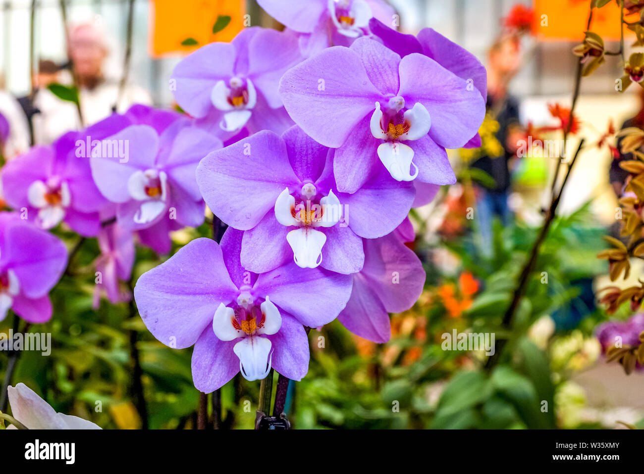 Orchid in a Green House, Germany Stock Photo - Alamy
