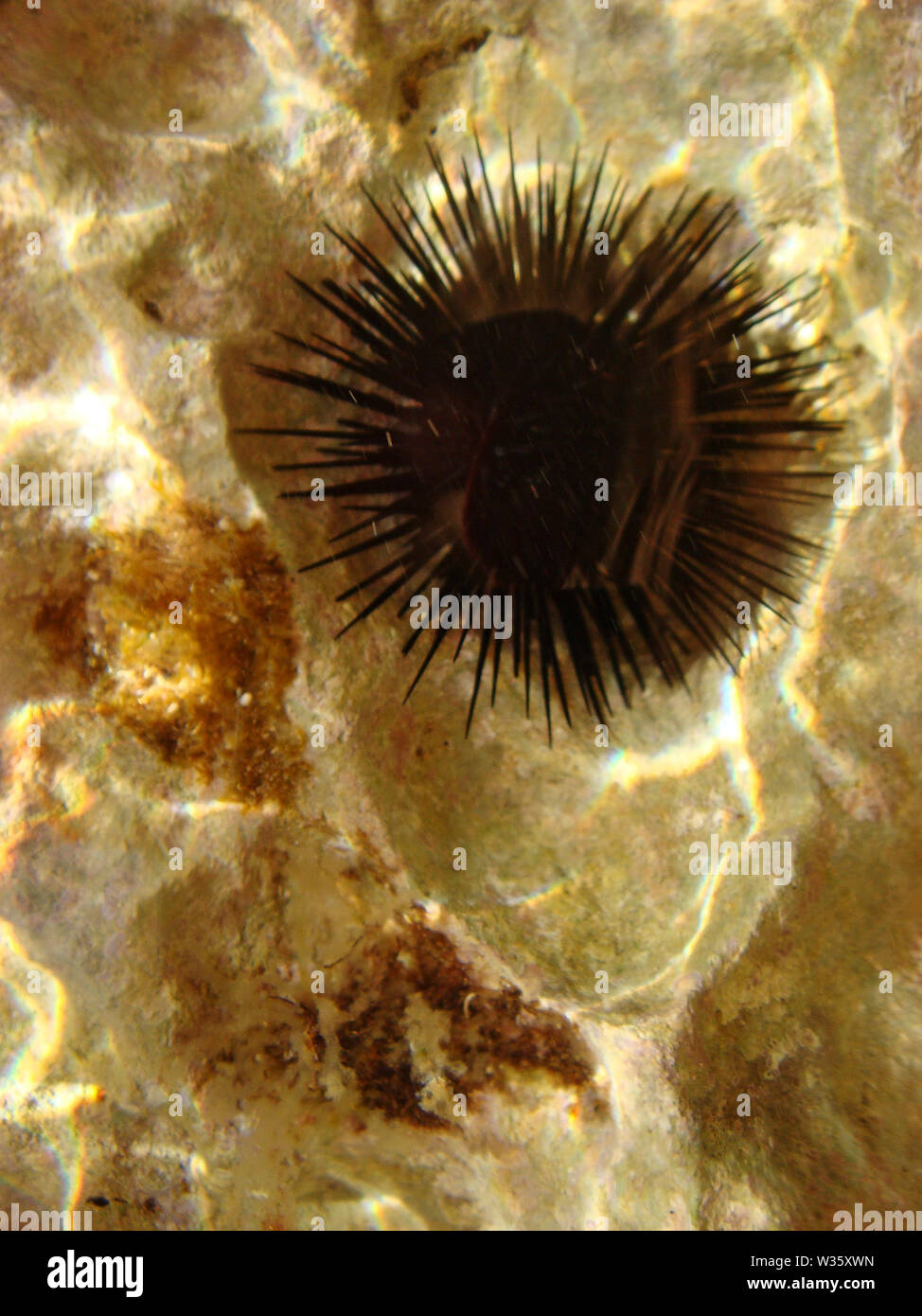 Sea urchin caribbean hi-res stock photography and images - Alamy