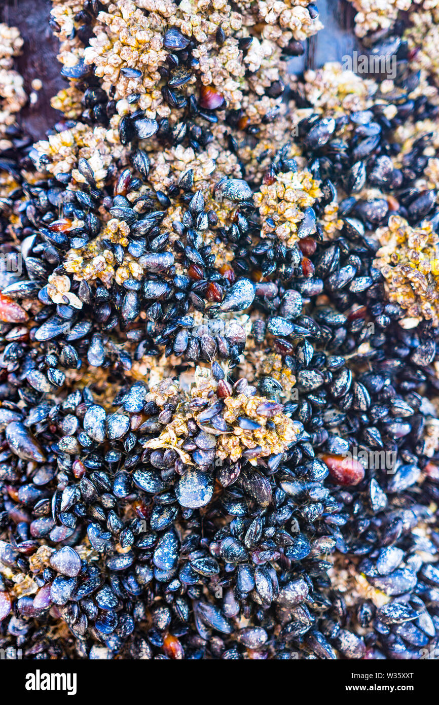 Colony of shellfish and barnacles on hull of boat in pacific harbor ...