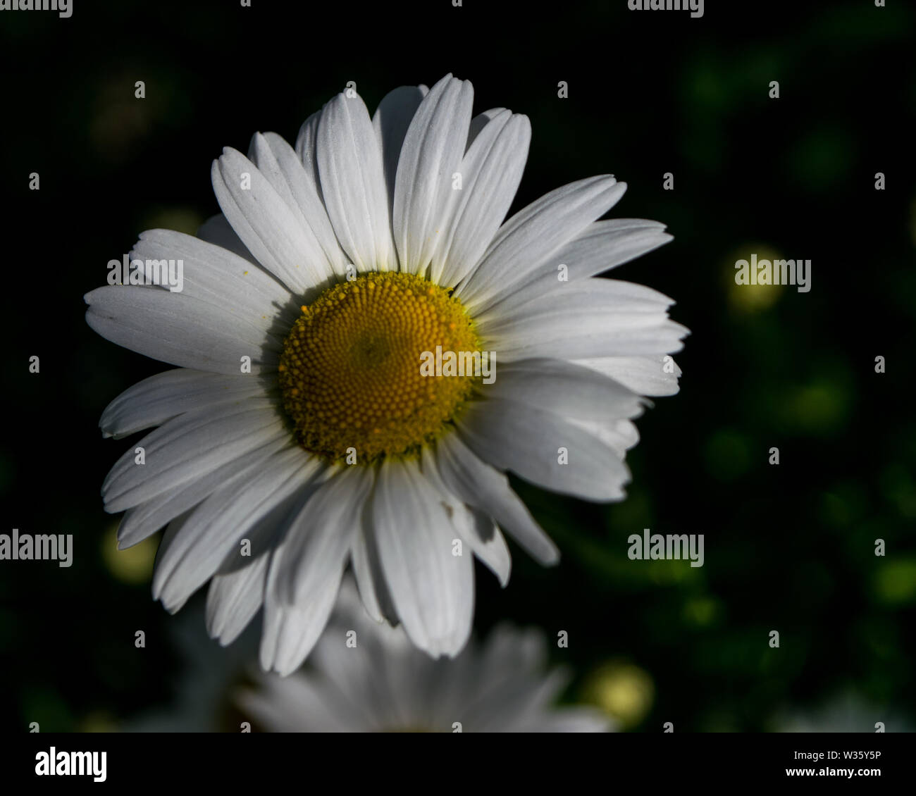White daisies blooms hi-res stock photography and images - Alamy