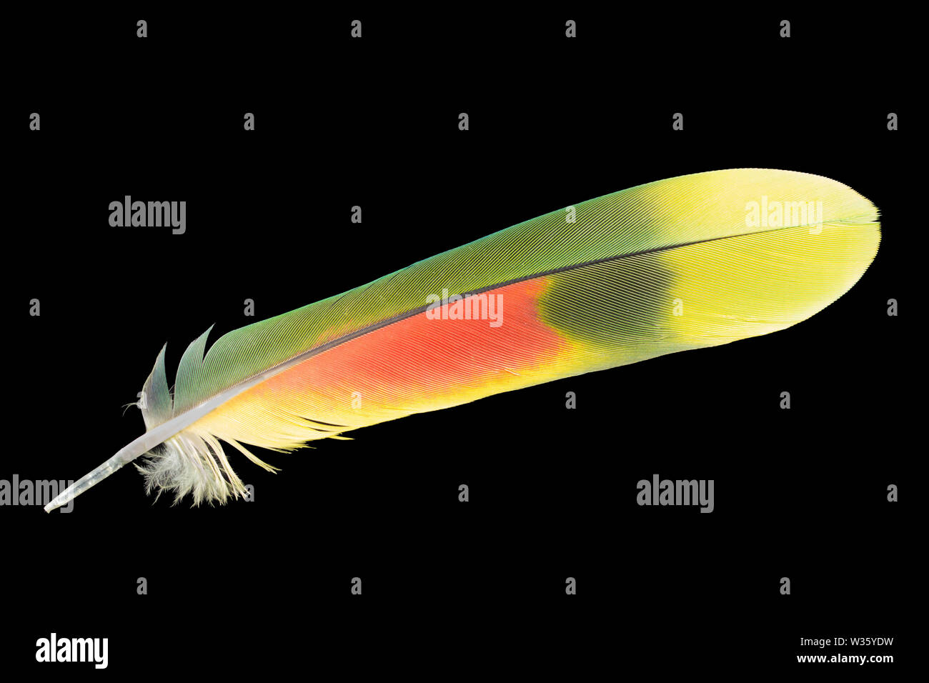 Bird feather color close-up isolated on a black background, floating ...