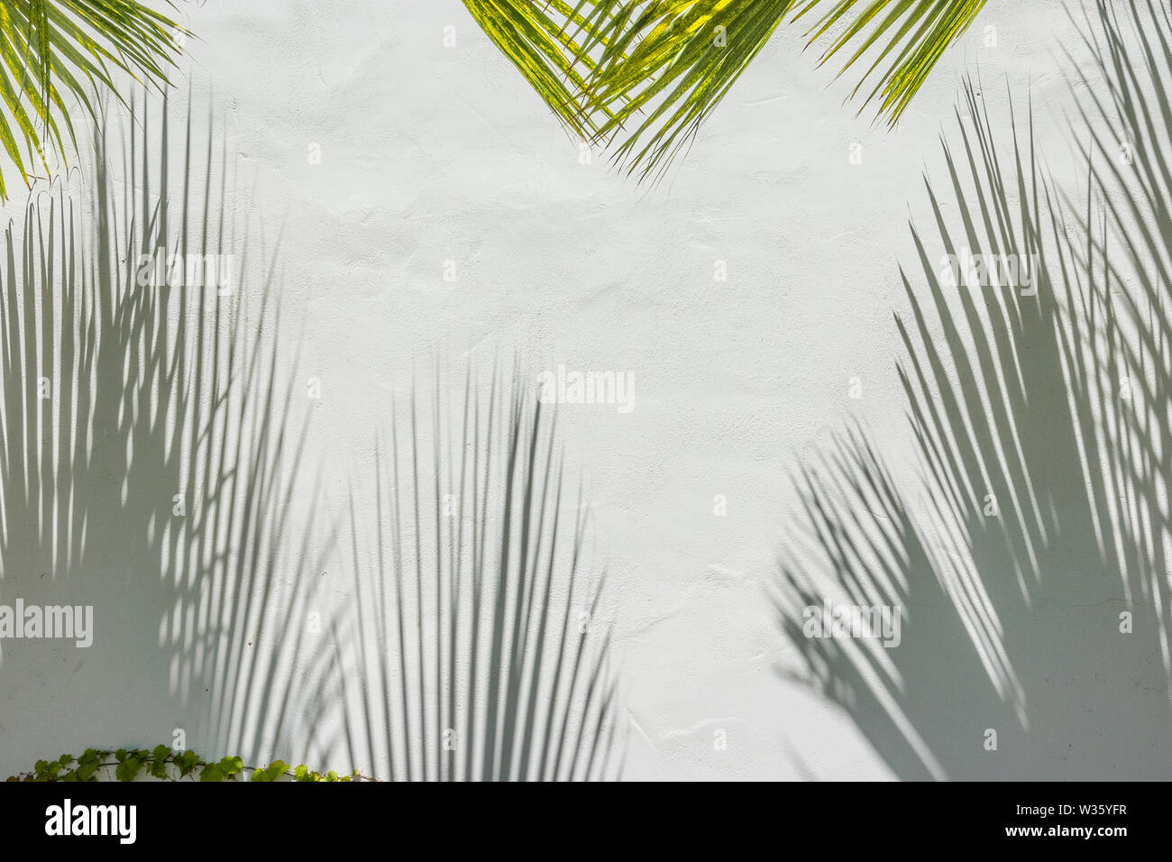 Shadows of palm fronds on white, rough, stucco wall create an ...