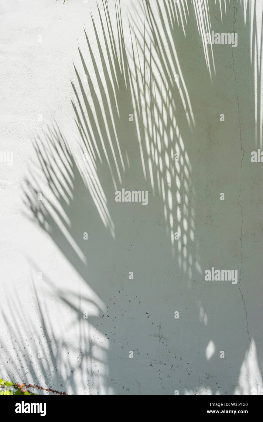 Shadows of palm fronds on white, rough, stucco wall create an ...