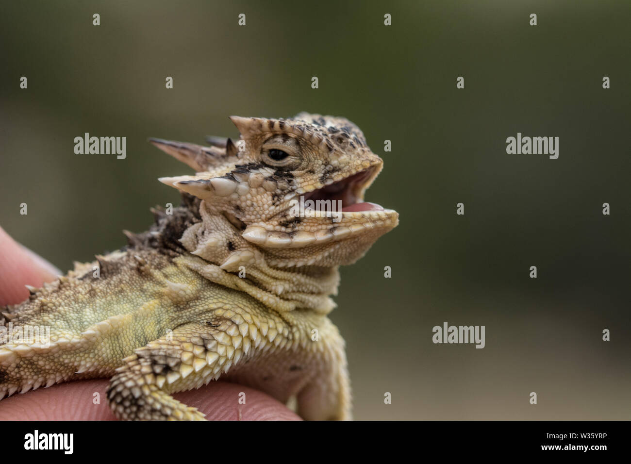 Texas Horned Lizard (Phrynosoma cornutum) from Otero County, Colorado ...