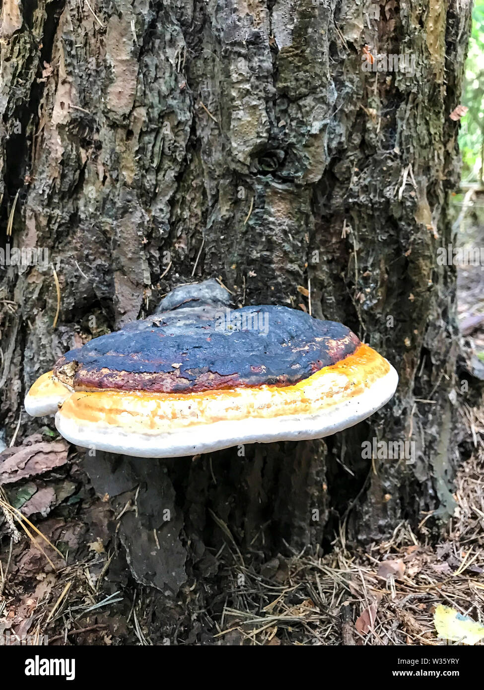 Inonotus obliquus hi-res stock photography and images - Alamy