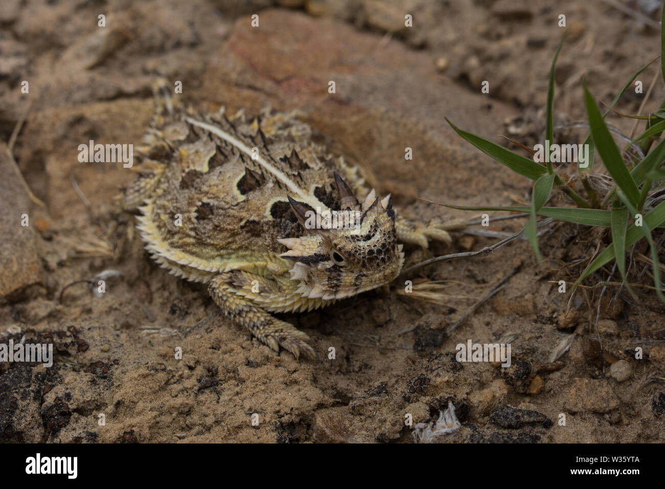 Texas Horned Lizard (Phrynosoma cornutum) from Otero County, Colorado ...