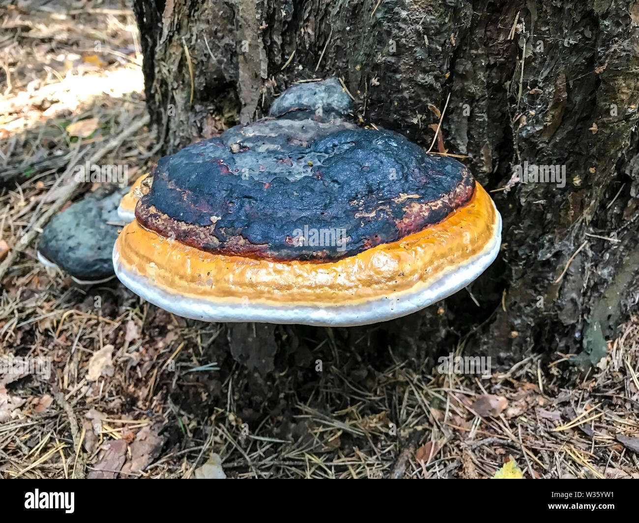 Inonotus obliquus hi-res stock photography and images - Alamy