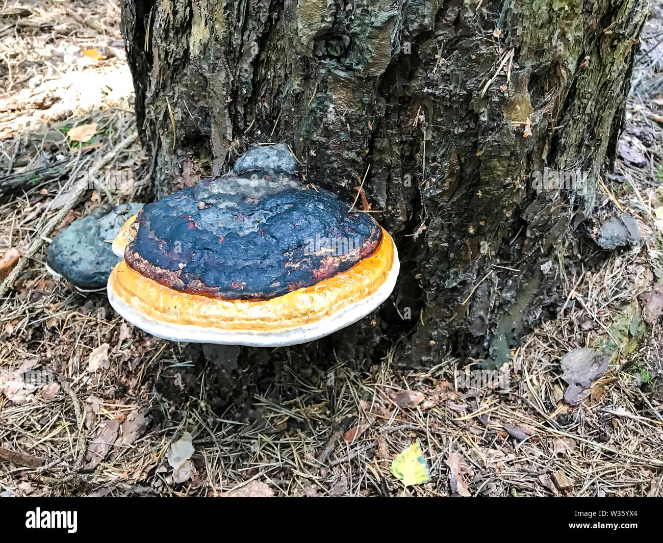 Inonotus obliquus hi-res stock photography and images - Alamy