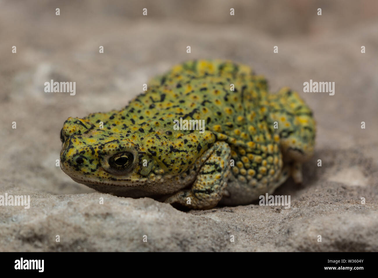 Green Toad (Anaxyrus debilis) from Otero County, Colorado, USA Stock ...