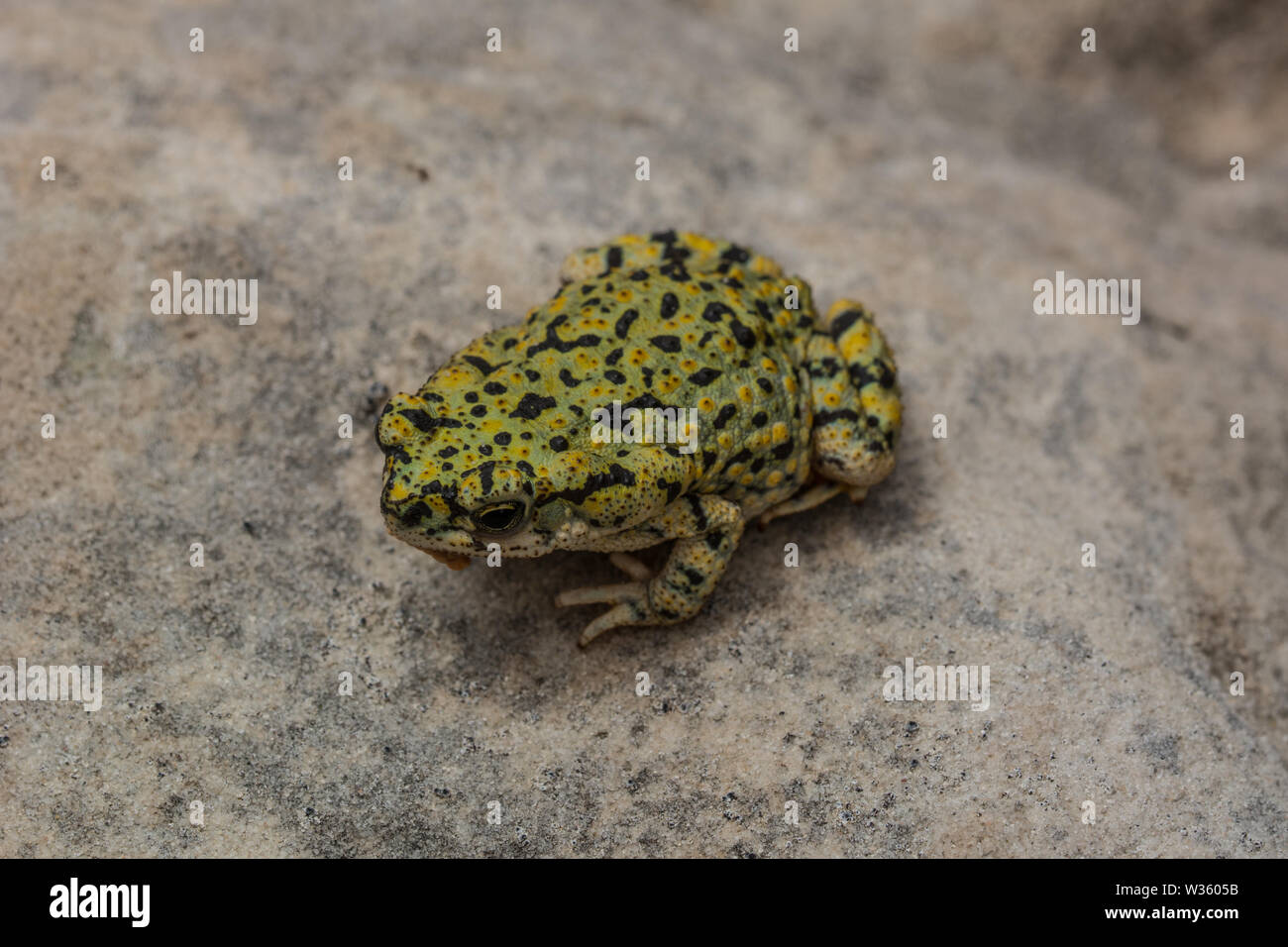 Green Toad (Anaxyrus debilis) from Otero County, Colorado, USA Stock ...