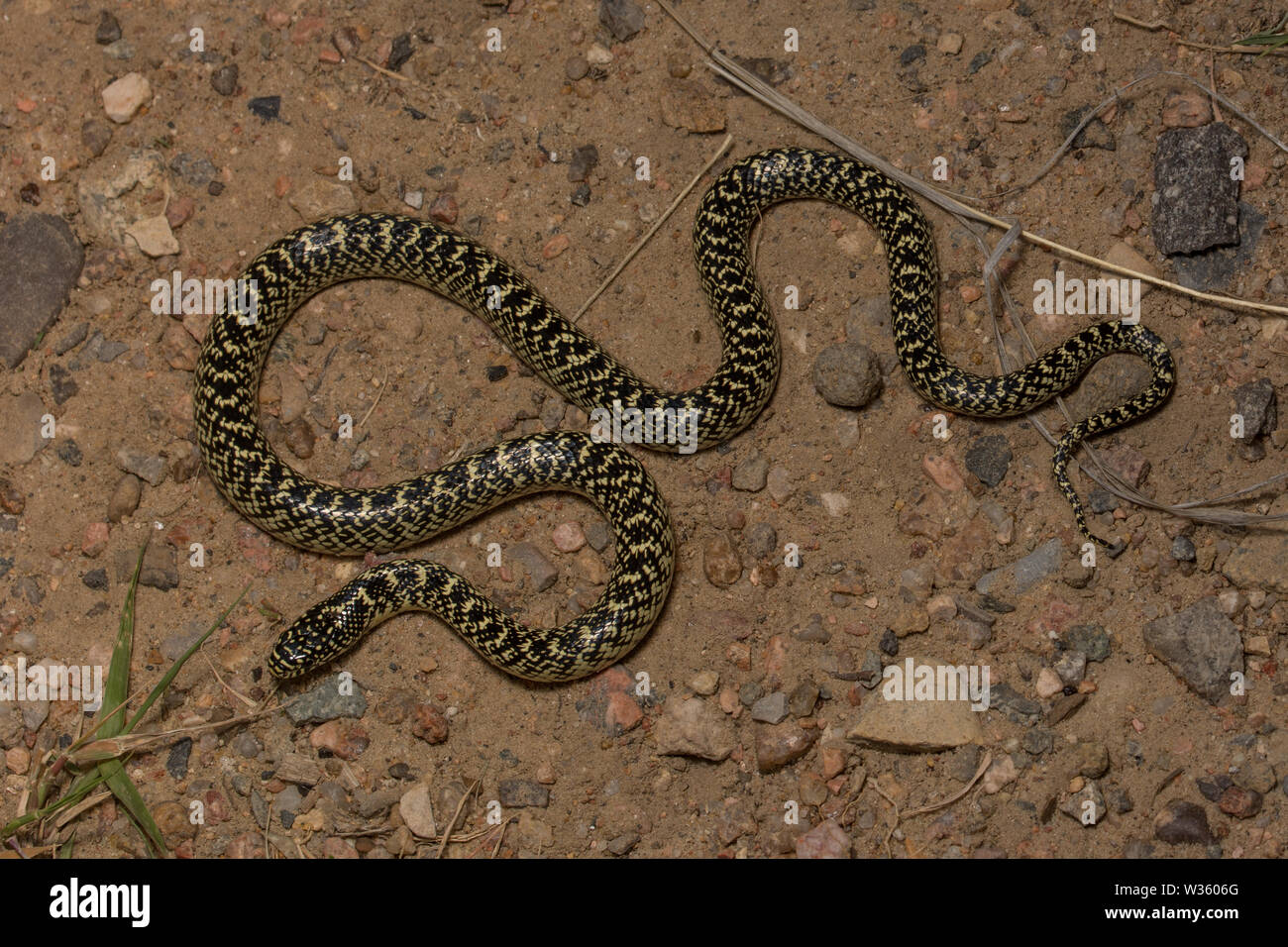 Common kingsnake hi-res stock photography and images - Alamy