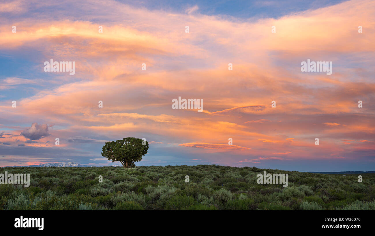 Sage Tree High Resolution Stock Photography and Images - Alamy