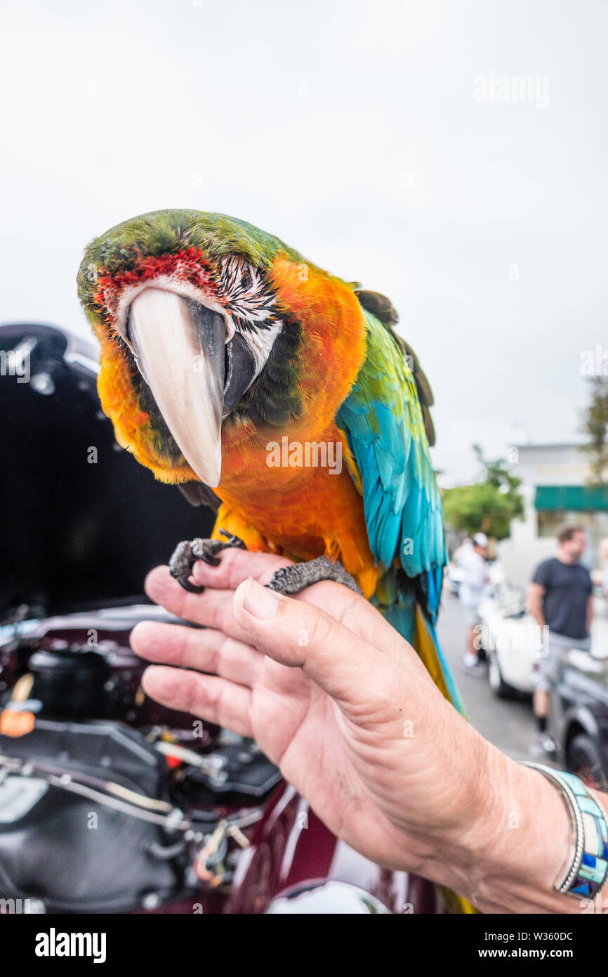 A colorful full-grown macaw perches on his owners hand and looks ...