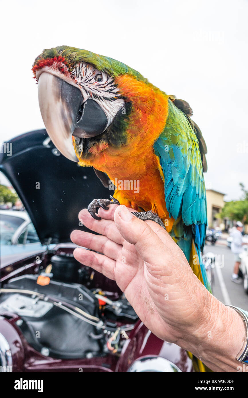 A colorful full-grown macaw perches on his owners hand and looks ...