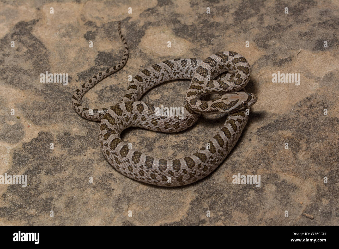 Pantherophis emoryi guttatus hi-res stock photography and images - Alamy