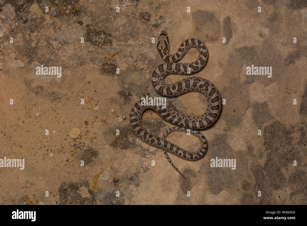 Pantherophis guttatus emoryi hi-res stock photography and images - Alamy