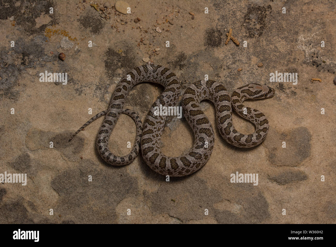 Great Plains Ratsnake (Pantherophis emoryi) from Otero County, Colorado ...