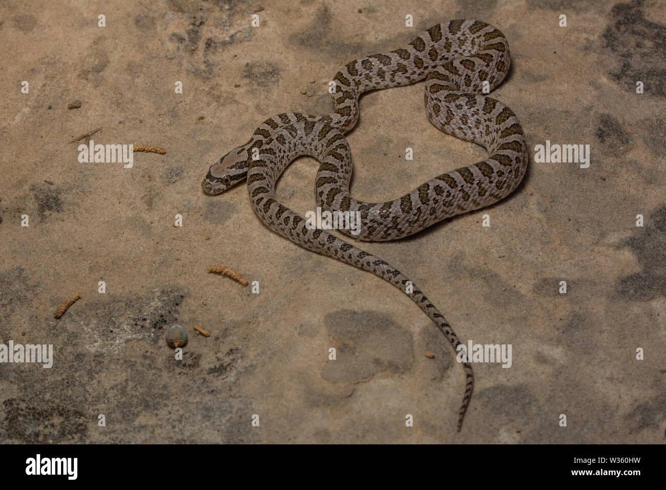 Great Plains Ratsnake (Pantherophis emoryi) from Otero County, Colorado ...