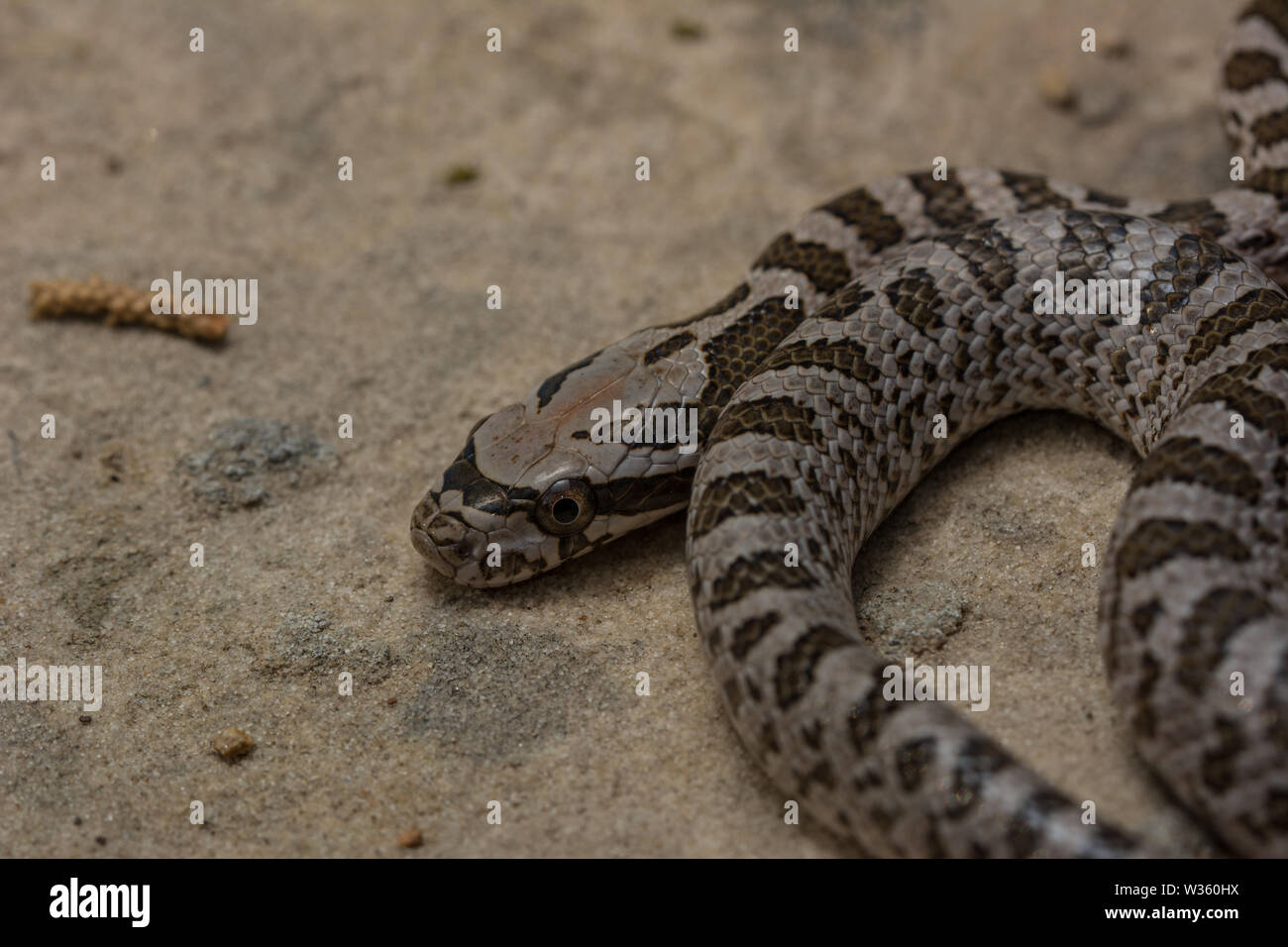 Pantherophis emoryi guttatus hi-res stock photography and images - Alamy