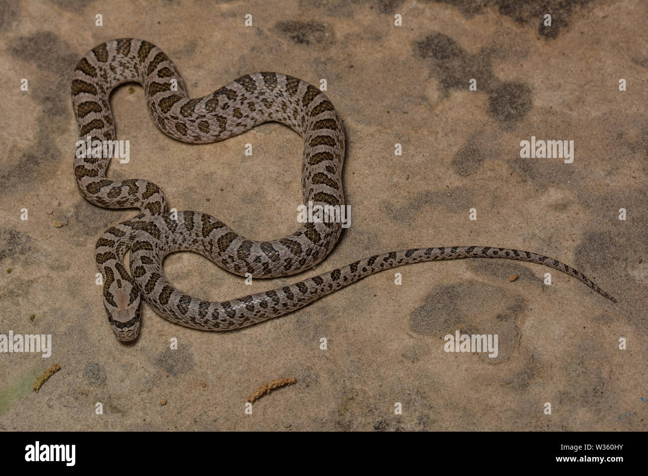 Pantherophis guttatus emoryi hi-res stock photography and images - Alamy