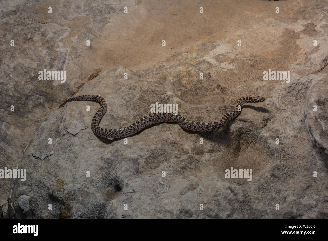 Great Plains Ratsnake (Pantherophis emoryi) from Otero County, Colorado ...