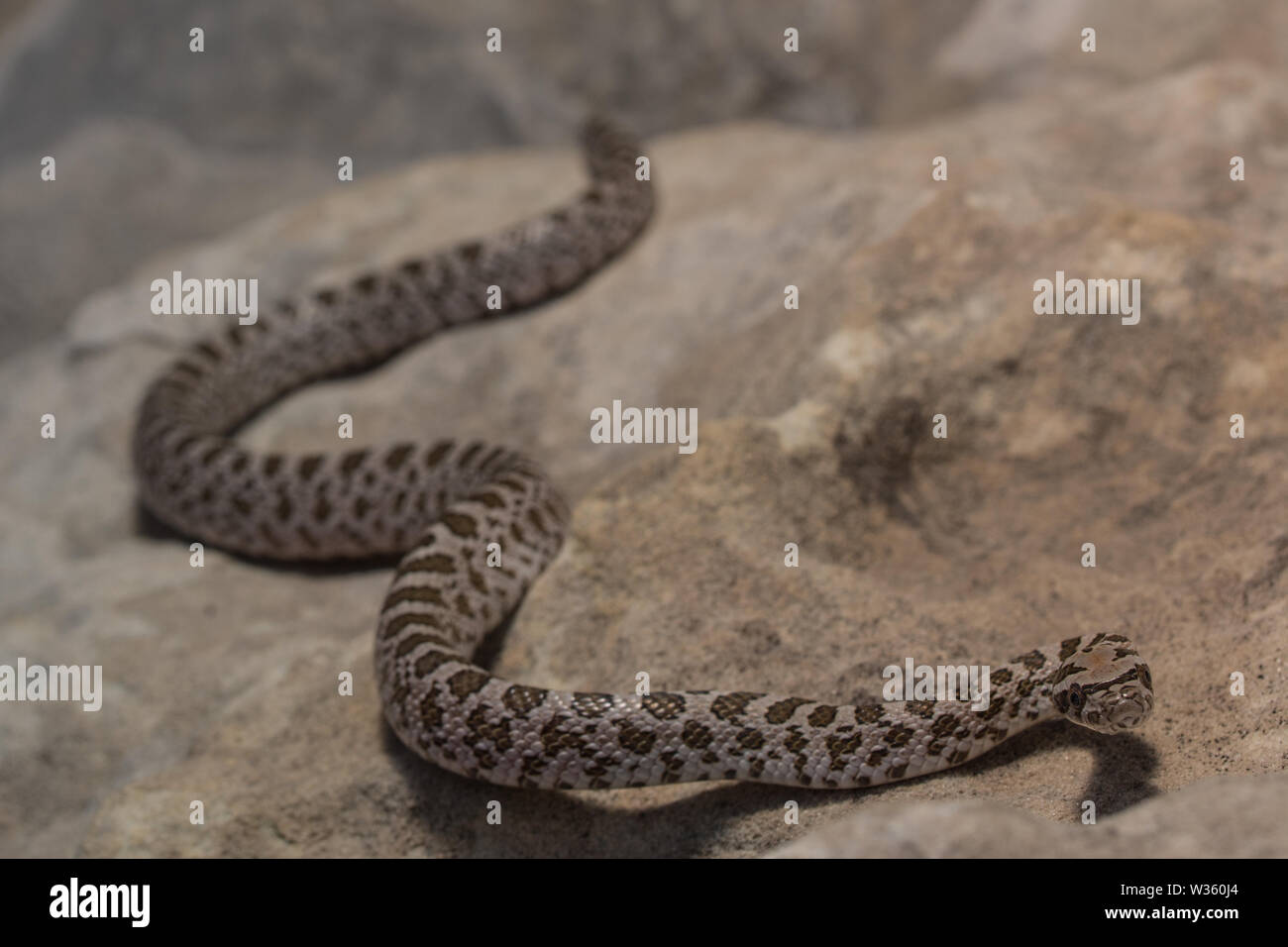 Great Plains Ratsnake (Pantherophis emoryi) from Otero County, Colorado ...
