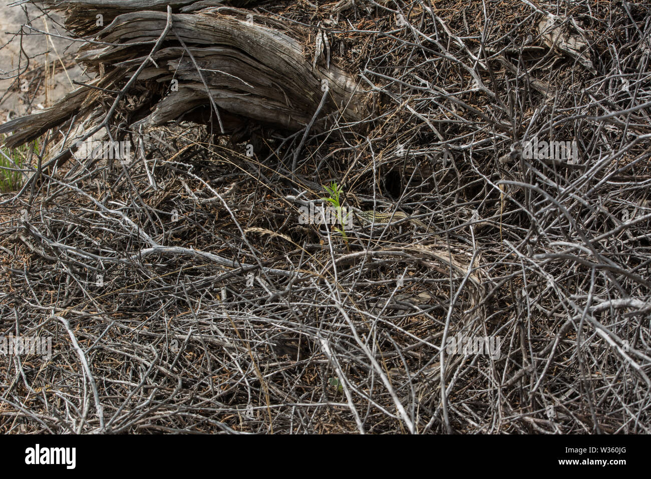 Checkered whiptail lizard hi-res stock photography and images - Alamy