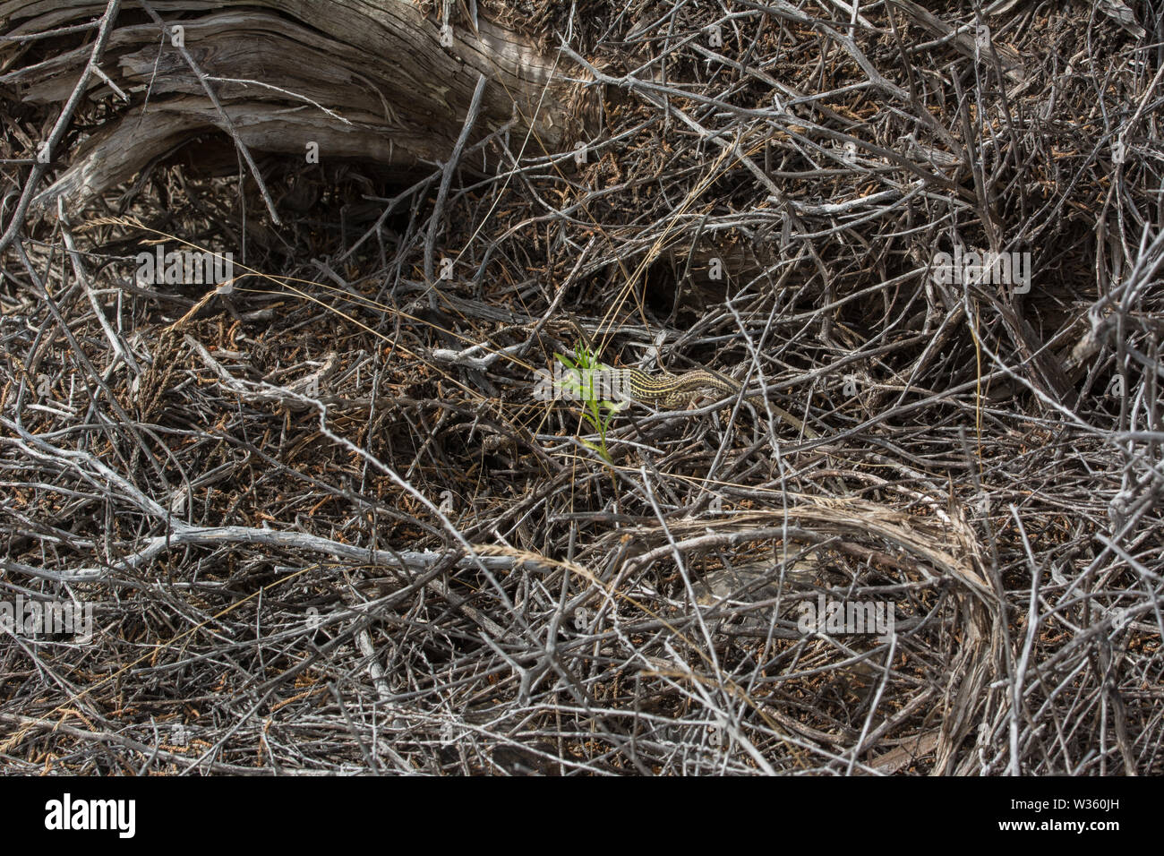 Colorado Checkered Whiptail (Aspidoscelis neotesselatus) from Otero ...