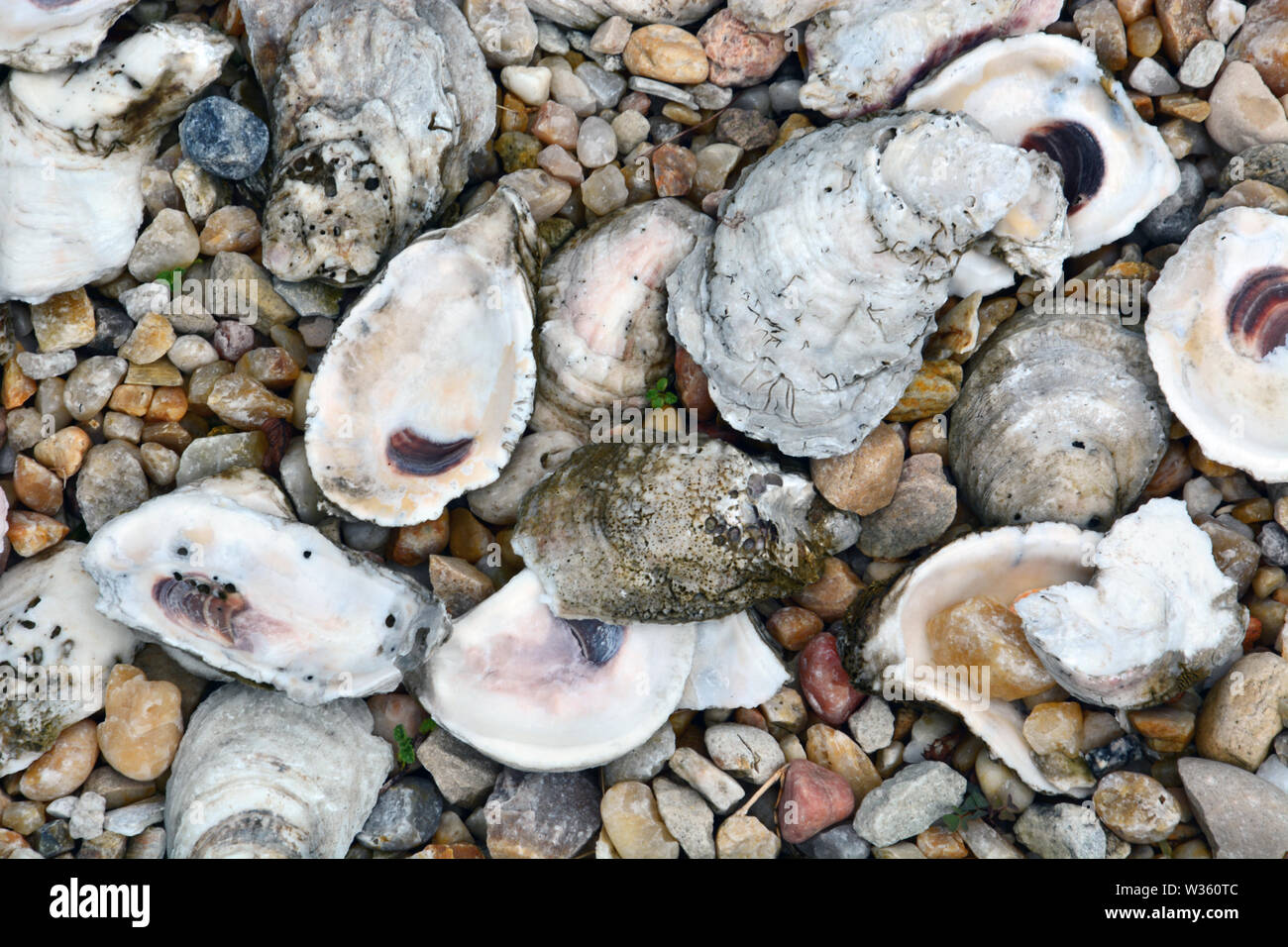 Close up oyster shells hi-res stock photography and images - Alamy