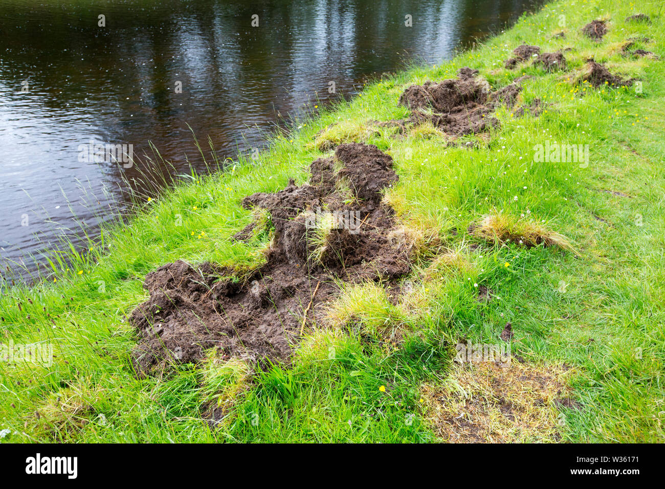 Turf upturned by Wild boar in search of food on the banks of the River ...