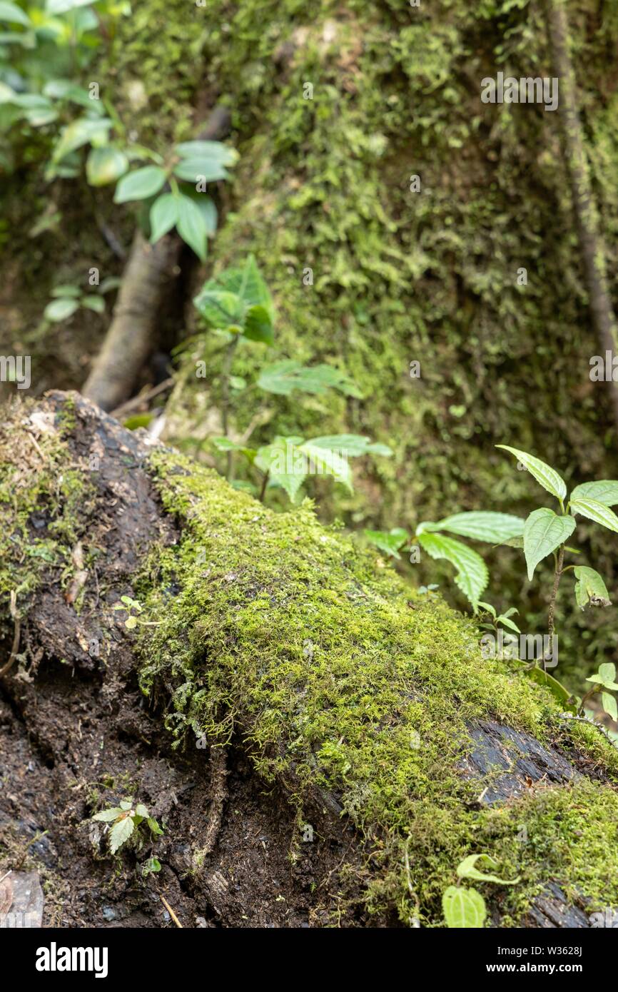 Green nature in the jungle Stock Photo - Alamy
