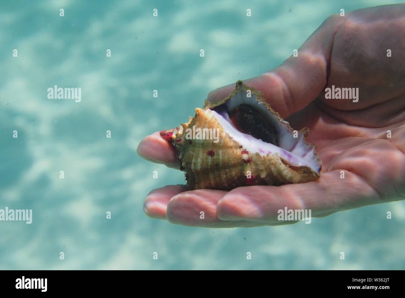 Live Florida Fighting Conch (Strombus alatus) in hand, showing the ...