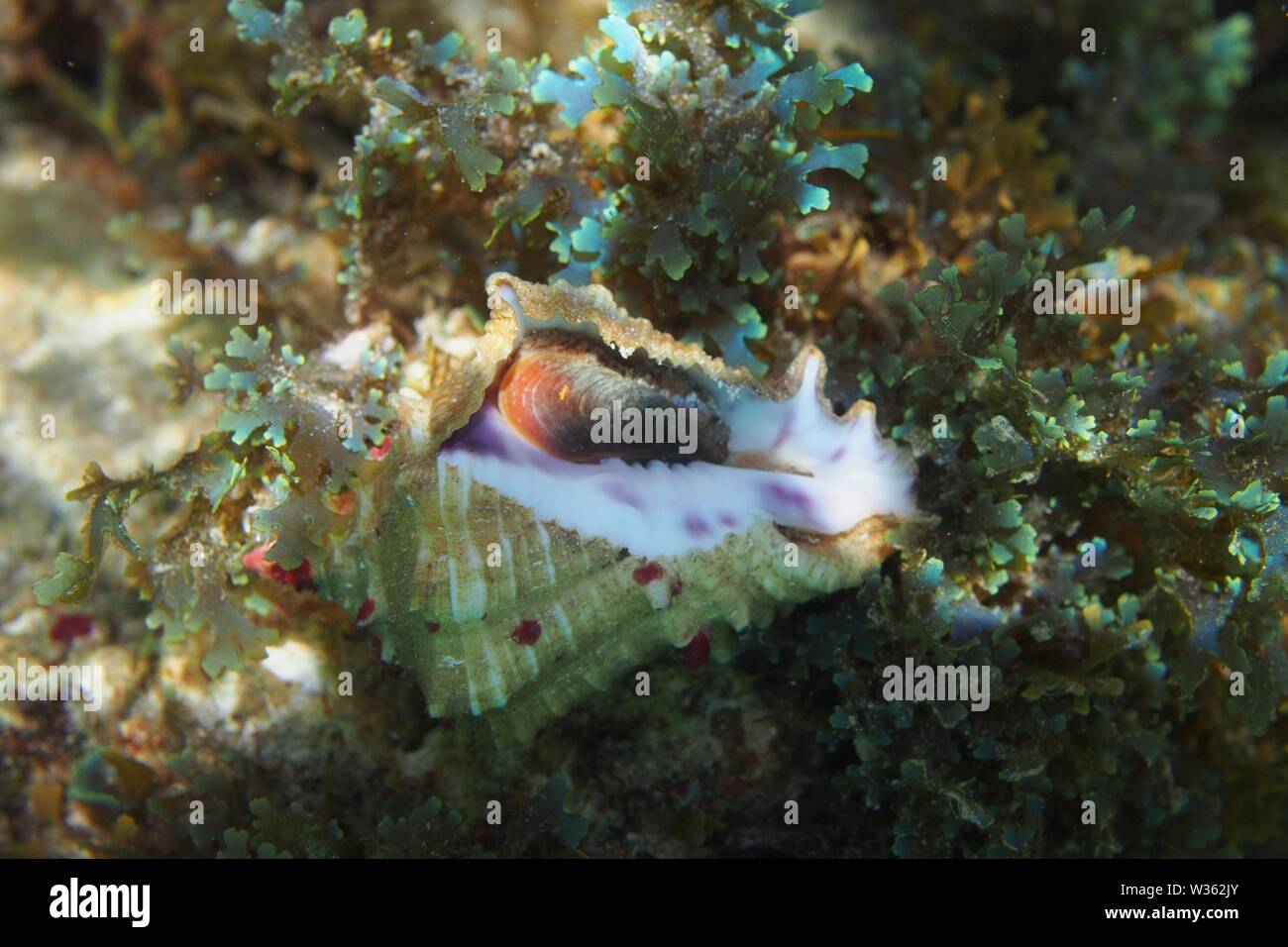 True conch hi-res stock photography and images - Alamy