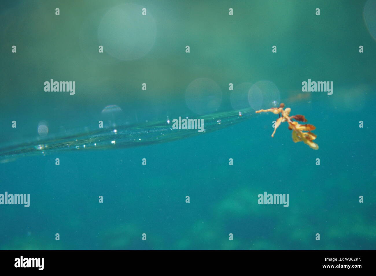 A single lonely strand of Sargassum seaweed floating in the Caribbean ...